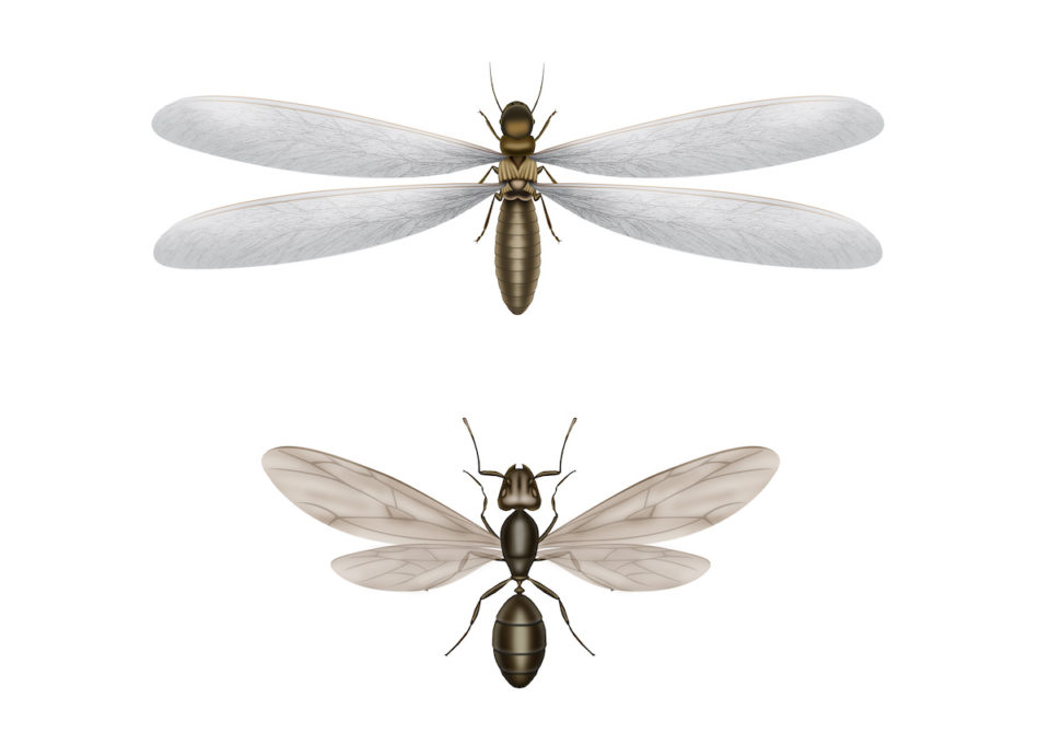 Nine Differences Between a Termite and Flying Ant - Proactive Pest Control Nine Differences Between a Termite and Flying Ant - Proactive Pest Control