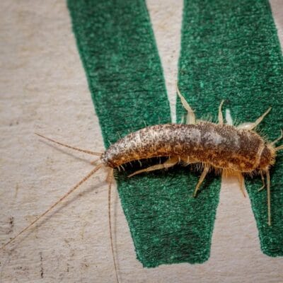 What Are Silverfish and Where Do They Come From?